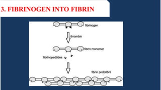 Blood_coagulation(Blood clotting Chapter).pdf