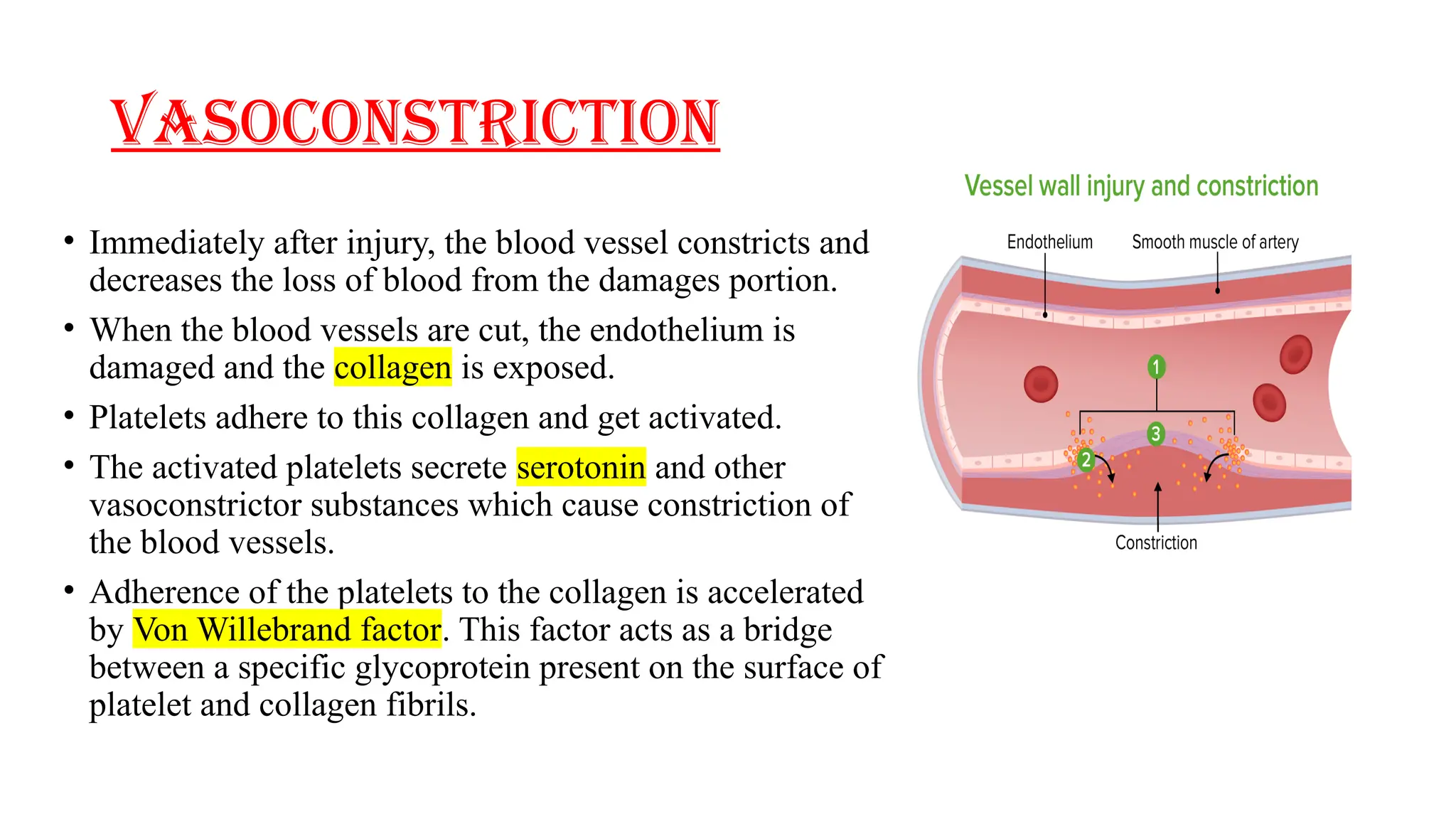blood coagulation . clotting mechanism.pptx