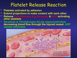BLOOD COAGULATION THE ABALITY OF BLOOD TO FREEZE.PPTX