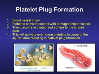 BLOOD COAGULATION THE ABALITY OF BLOOD TO FREEZE.PPTX