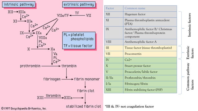 blood coagulation pathway and factors - Copy.pptx