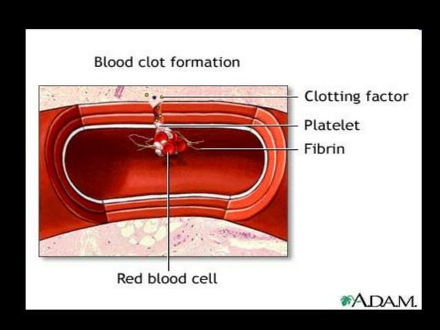 Coagulation of blood of human body's blood | PPT