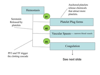 Coagulation of blood of human body's blood | PDF | Blood Disorders ...
