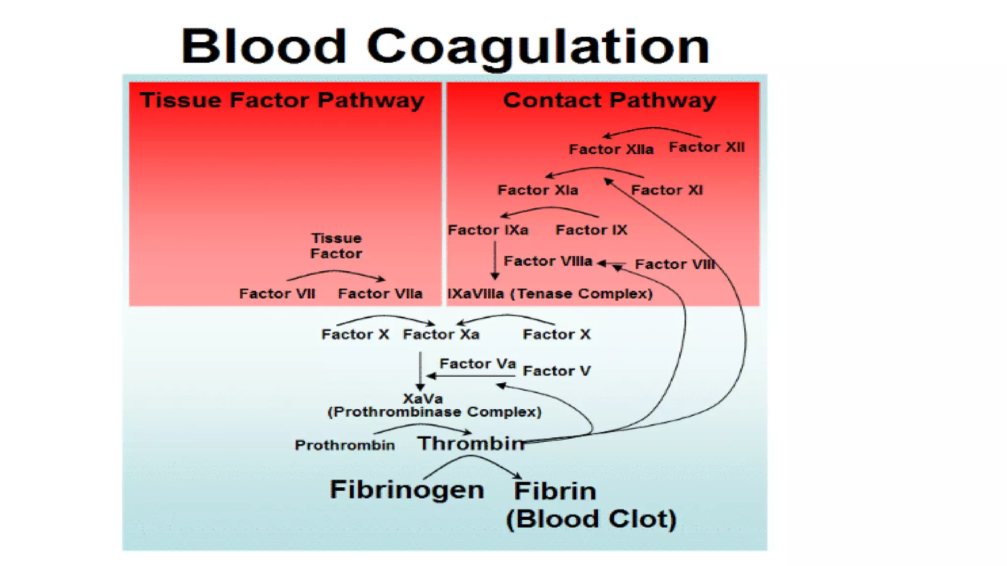 Blood coagulation | PDF | First Aid | Injuries