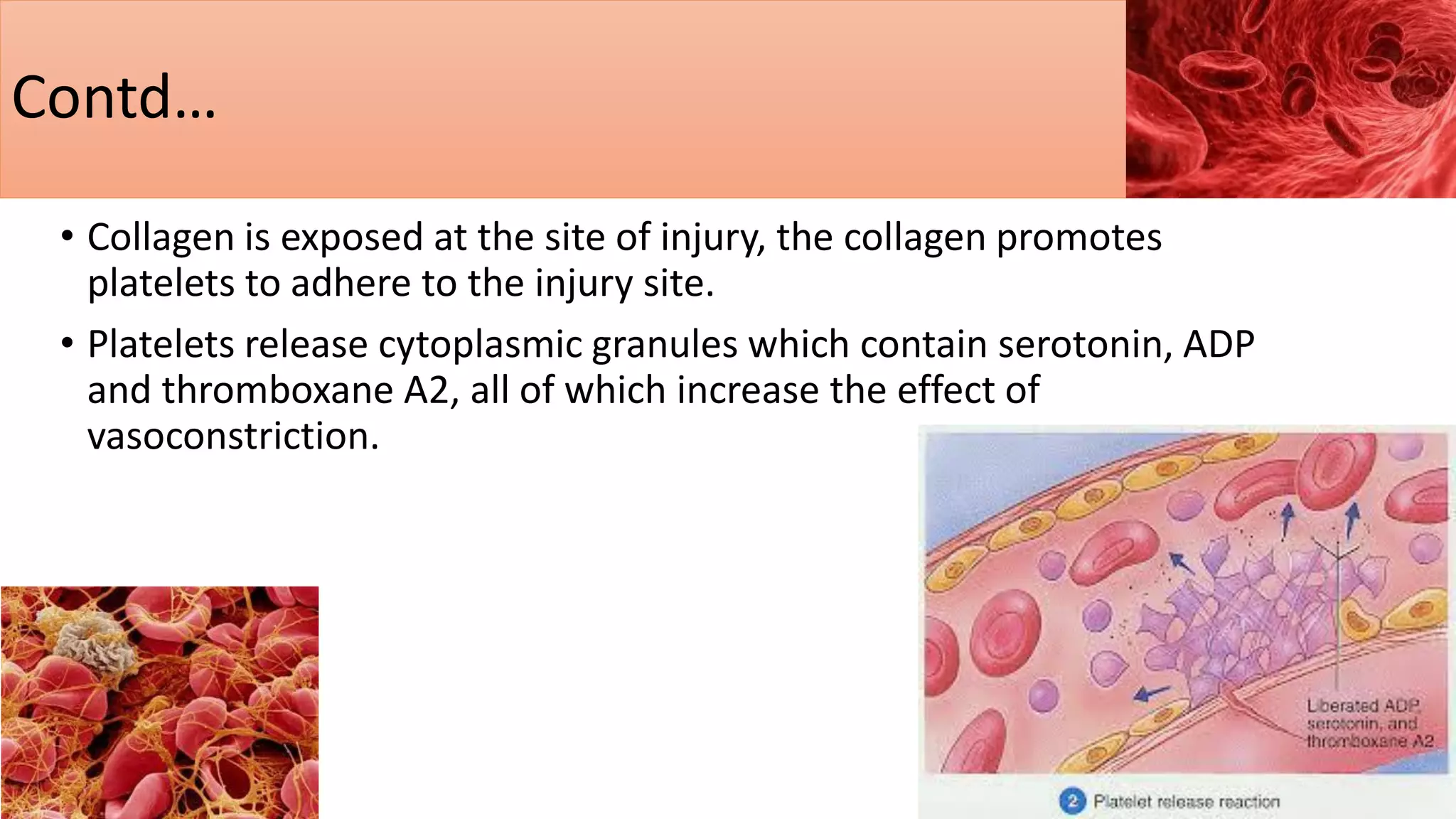 Blood coagulation | PDF