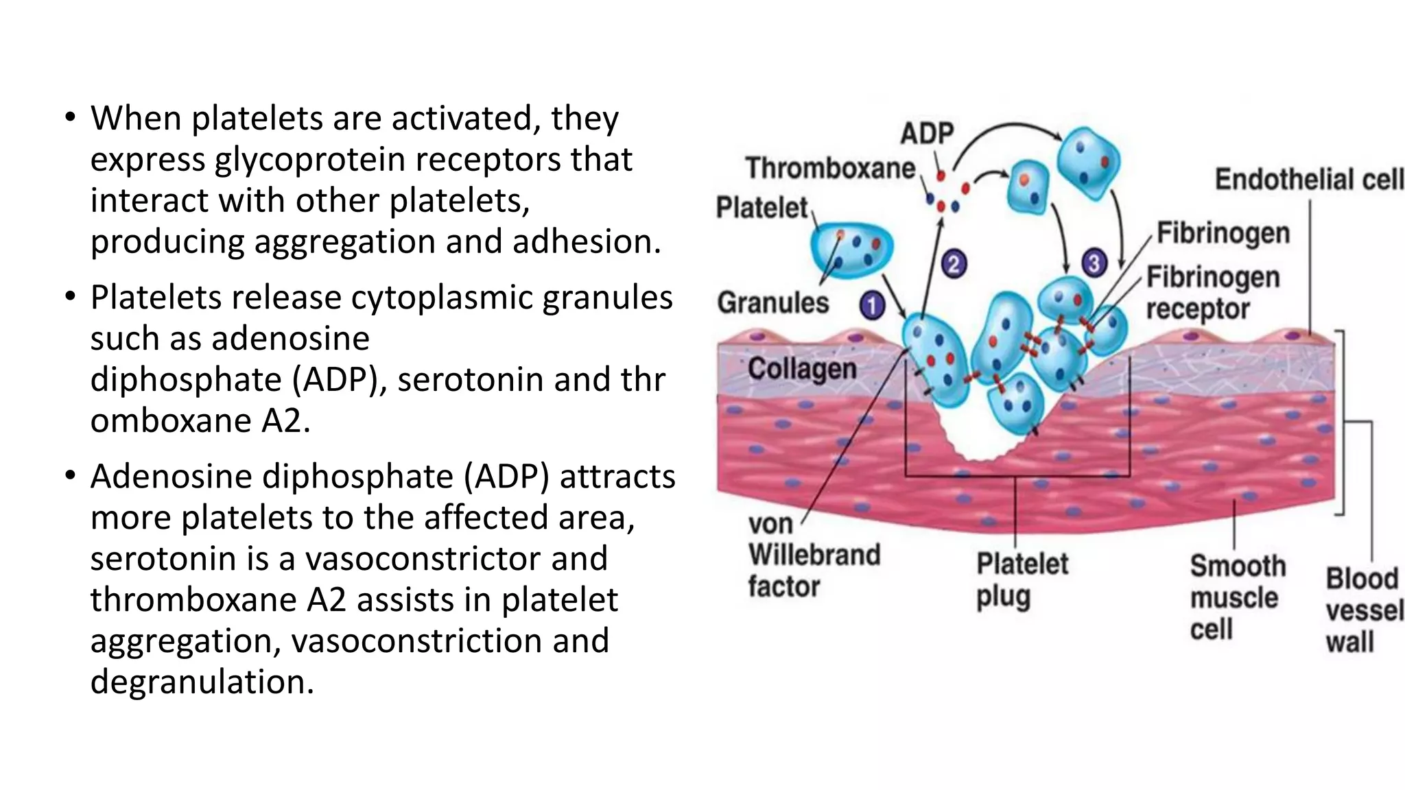 Blood coagulation | PDF
