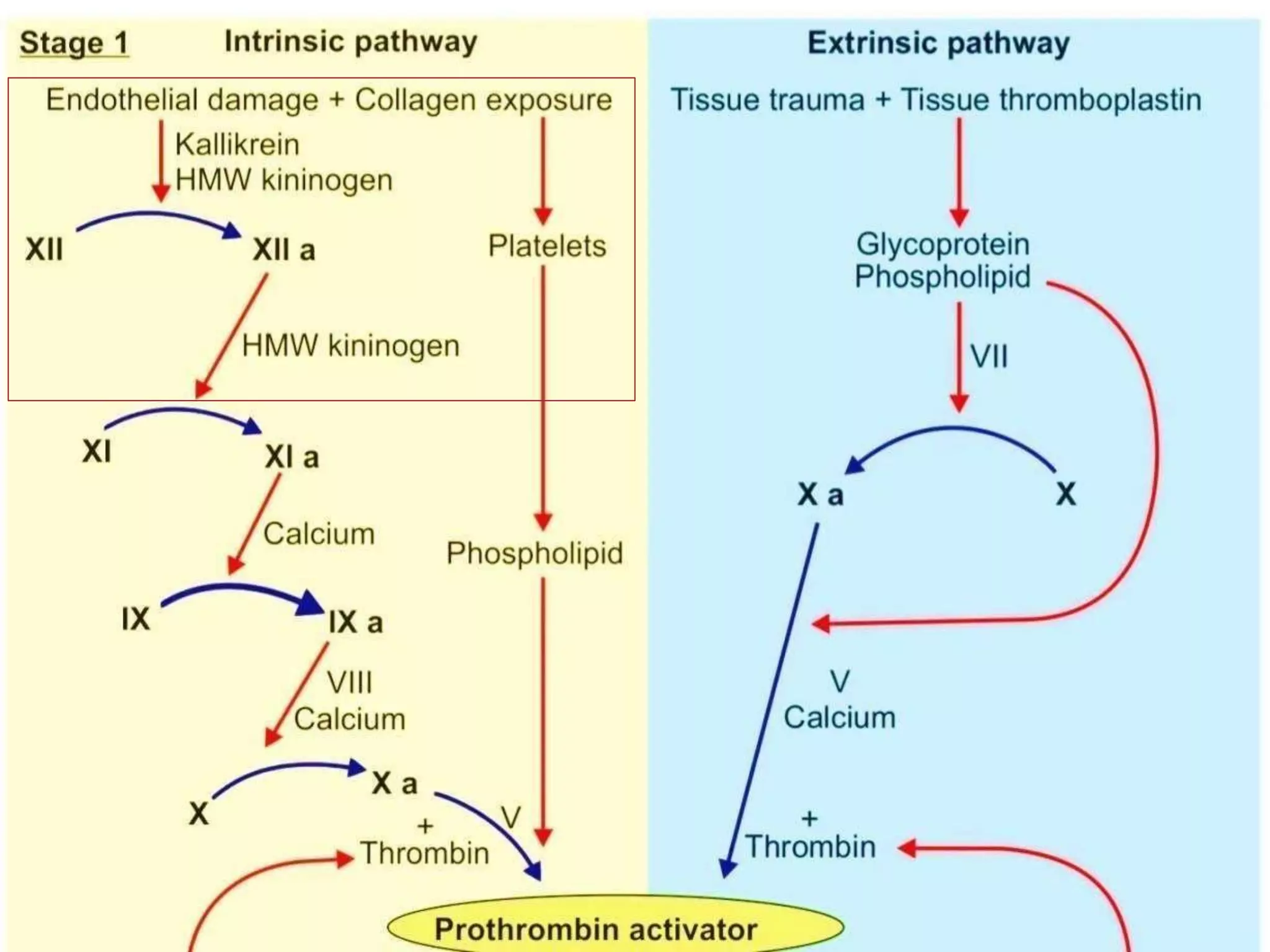 bloodcoagulationandclottingmechanism-221015163656-2f6797c3.pdf