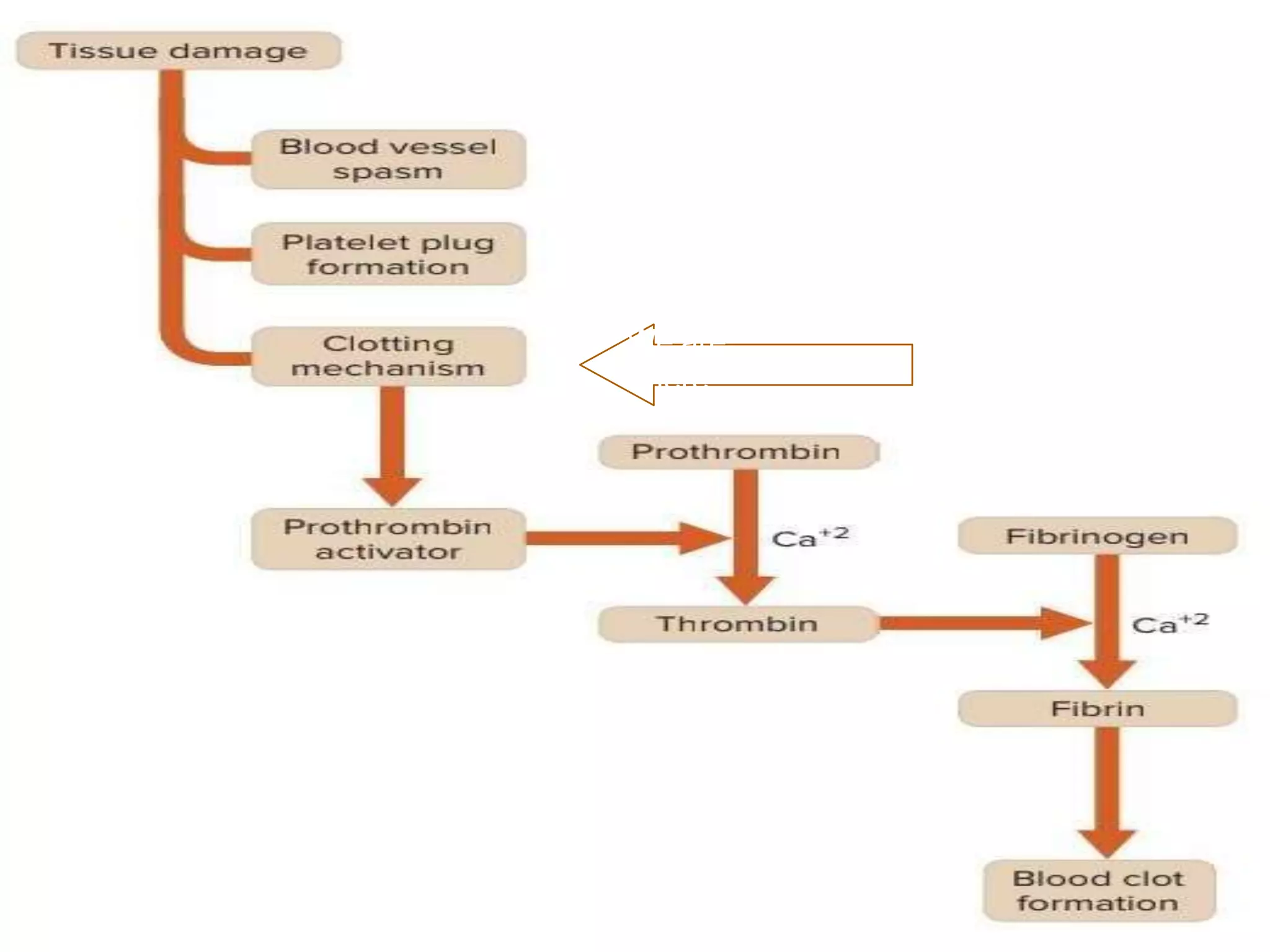 Blood Coagulation and Clotting Mechanism.pptx