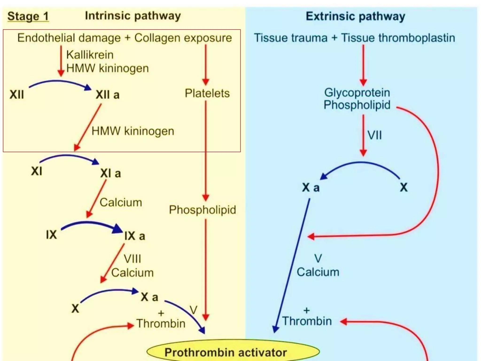 Blood Coagulation and Clotting Mechanism.pptx