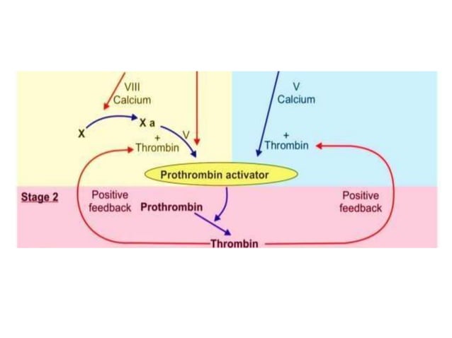 Blood Coagulation and Clotting Mechanism.pptx