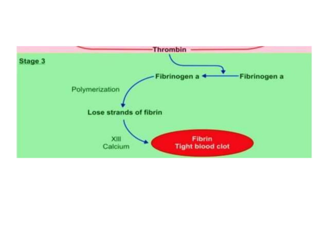 Blood Coagulation and Clotting Mechanism.pptx