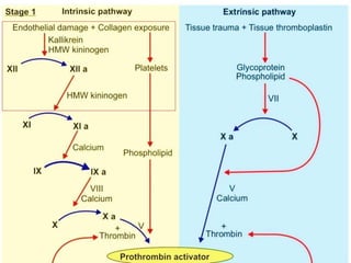 Warfarin Mechanism Of Action Coagulation Cascade