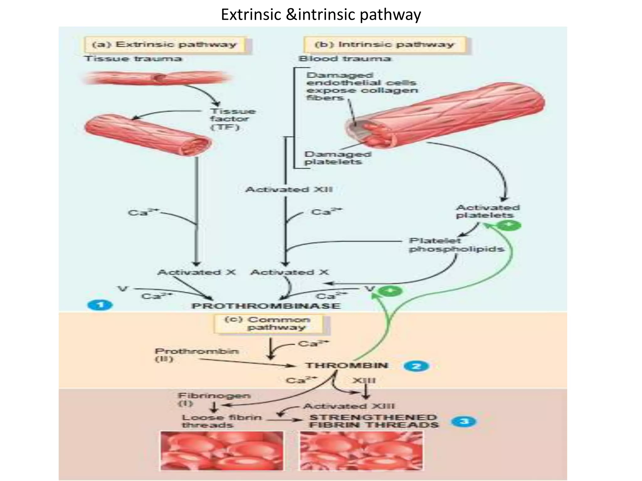 Blood coagulation cascade | PPTX