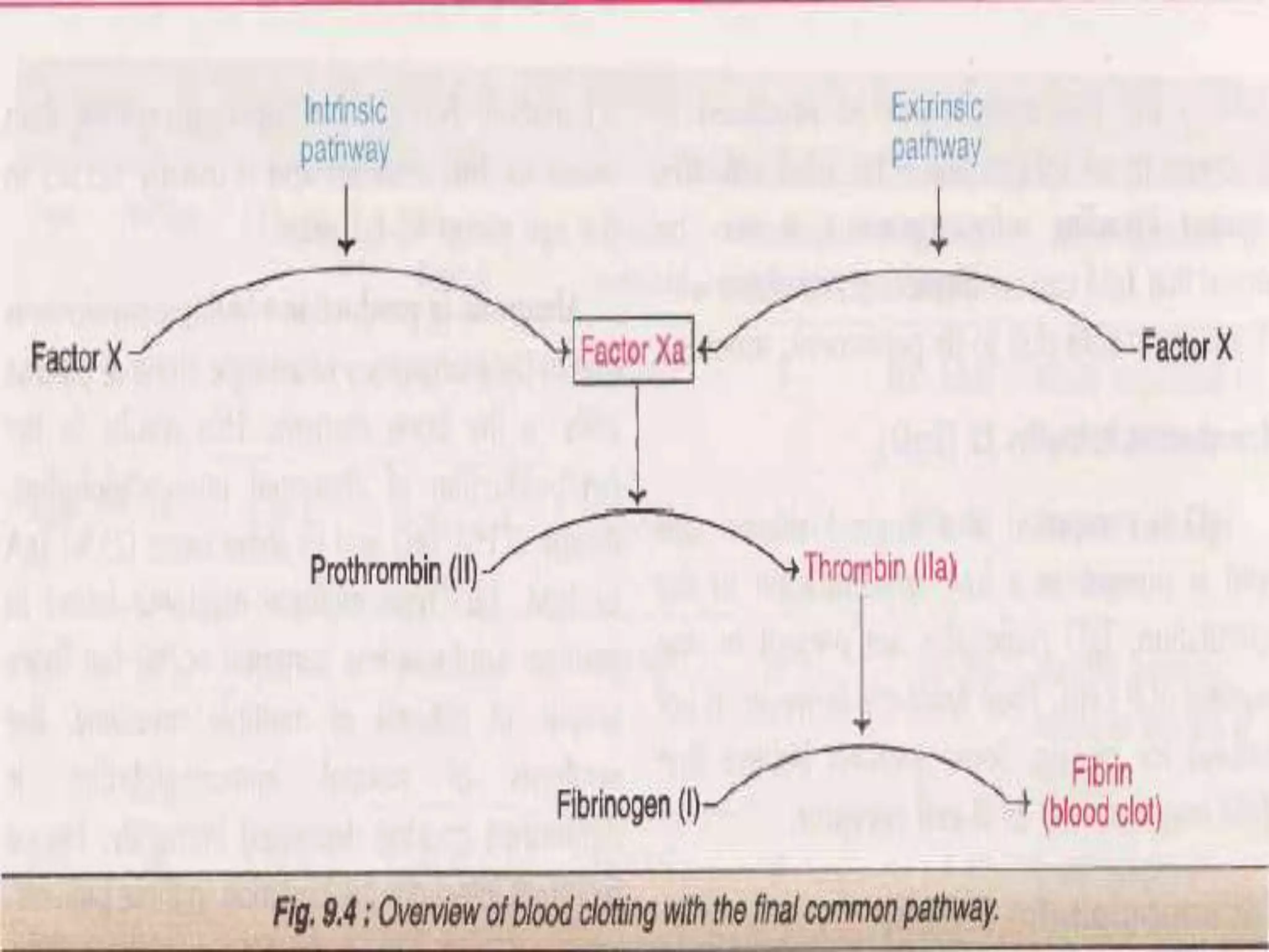 Blood coagulation cascade | PPTX