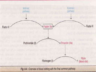 Blood coagulation cascade | PPTX