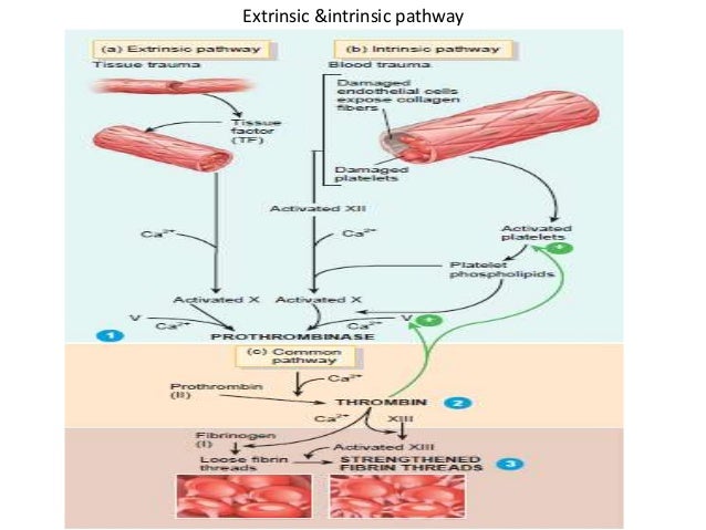 Blood Coagulation Pathway And Resources