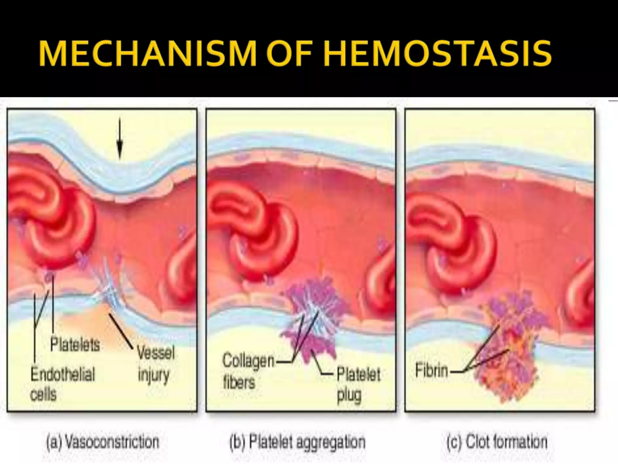 BLOOD COAGULATION & HEMOSTASIS.pptx