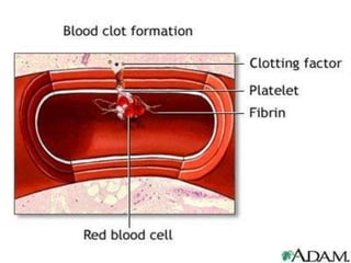 BLOOD COAGULATION & HEMOSTASIS.pptx