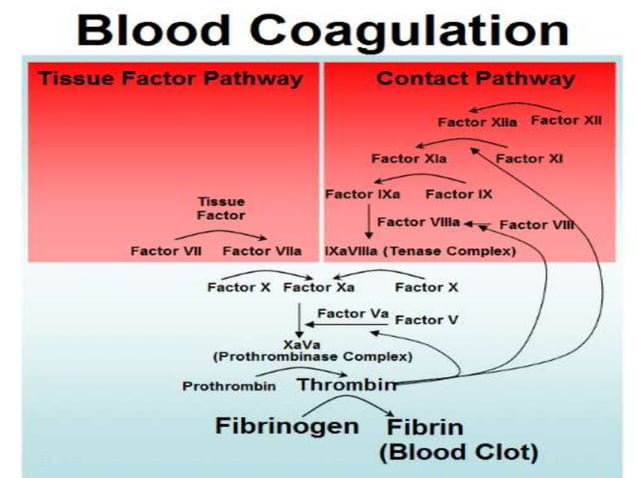 BLOOD COAGULATION & HEMOSTASIS.pptx | Blood Disorders | Diseases and ...
