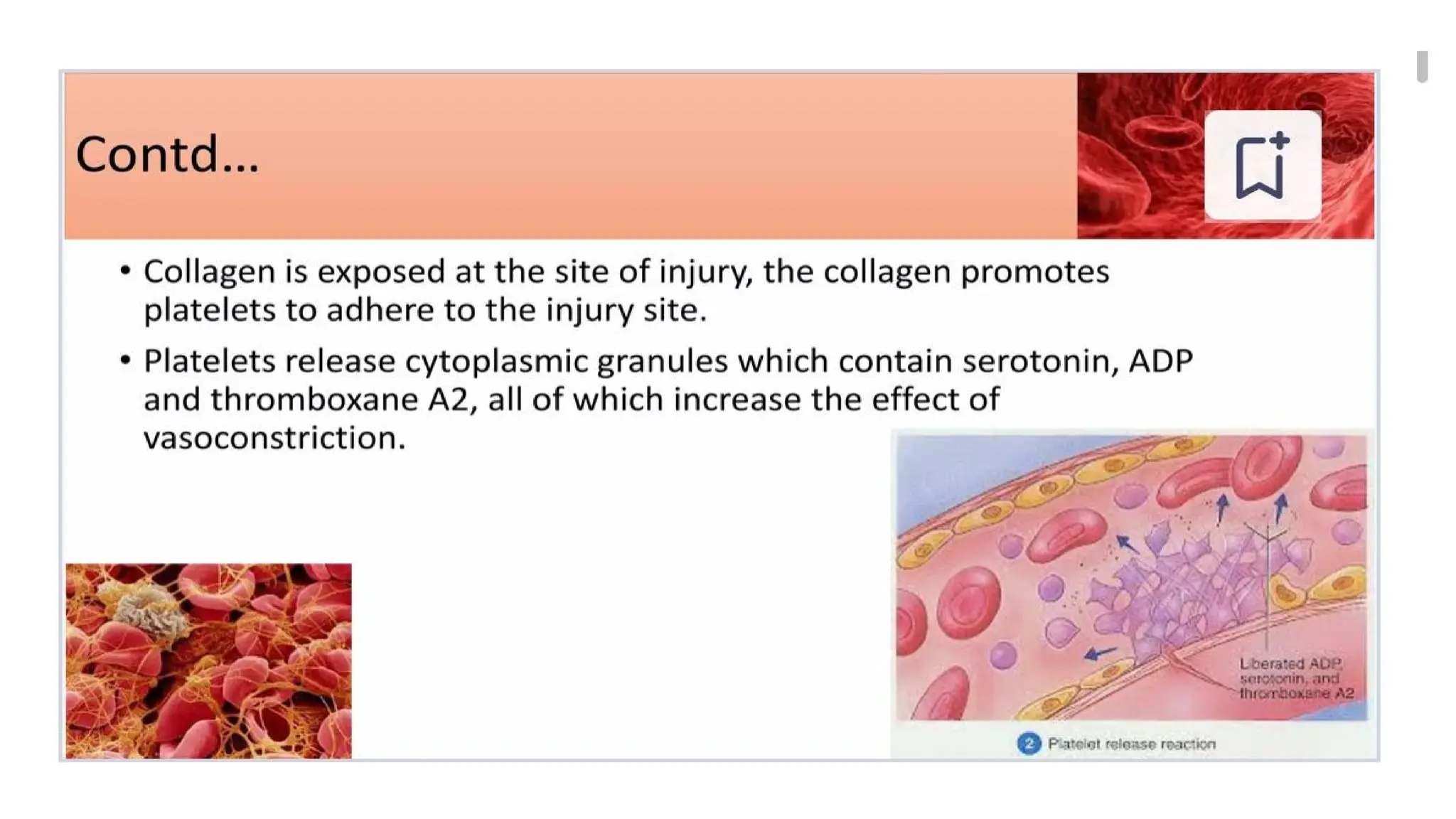 A Detailed Overview of the Blood Coagulation Process: Mechanisms ...