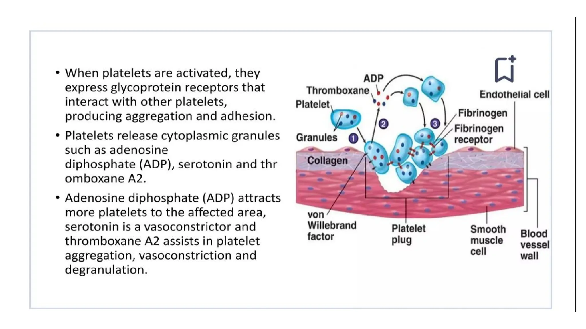 A Detailed Overview of the Blood Coagulation Process: Mechanisms ...