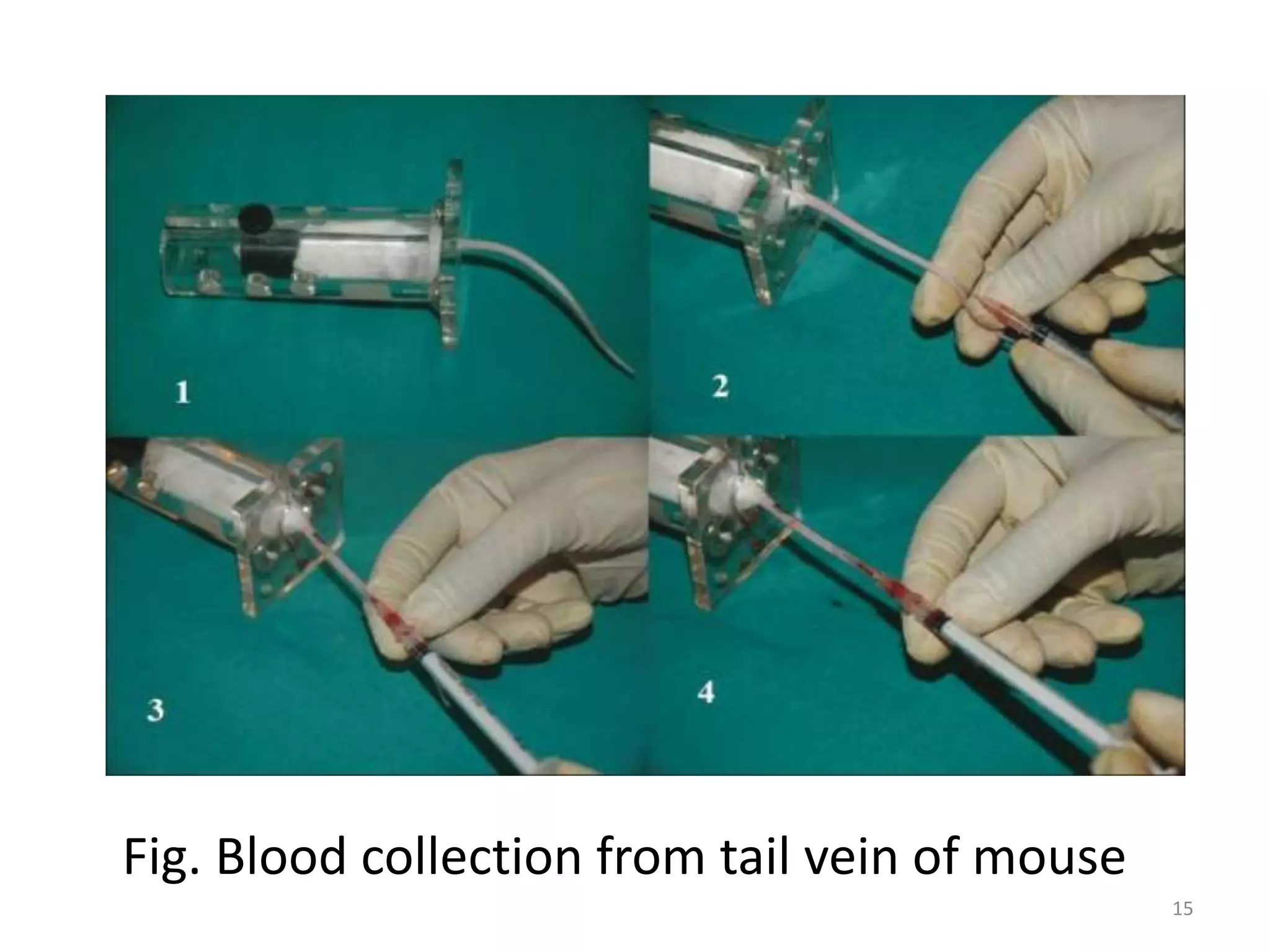 Blood collection, Anesthesia and Euthanasia techniques in laboratory ...