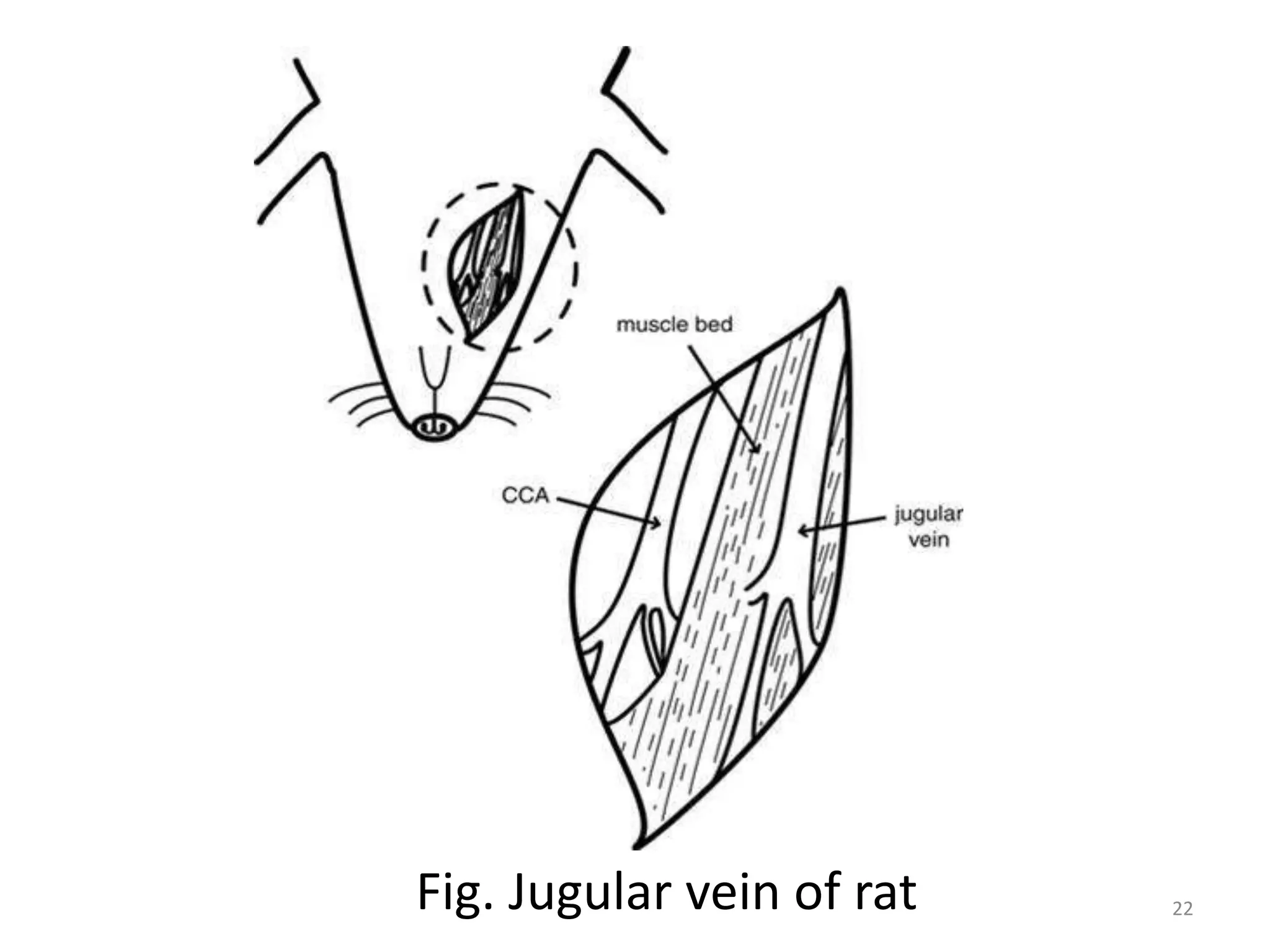Blood collection, Anesthesia and Euthanasia techniques in laboratory ...