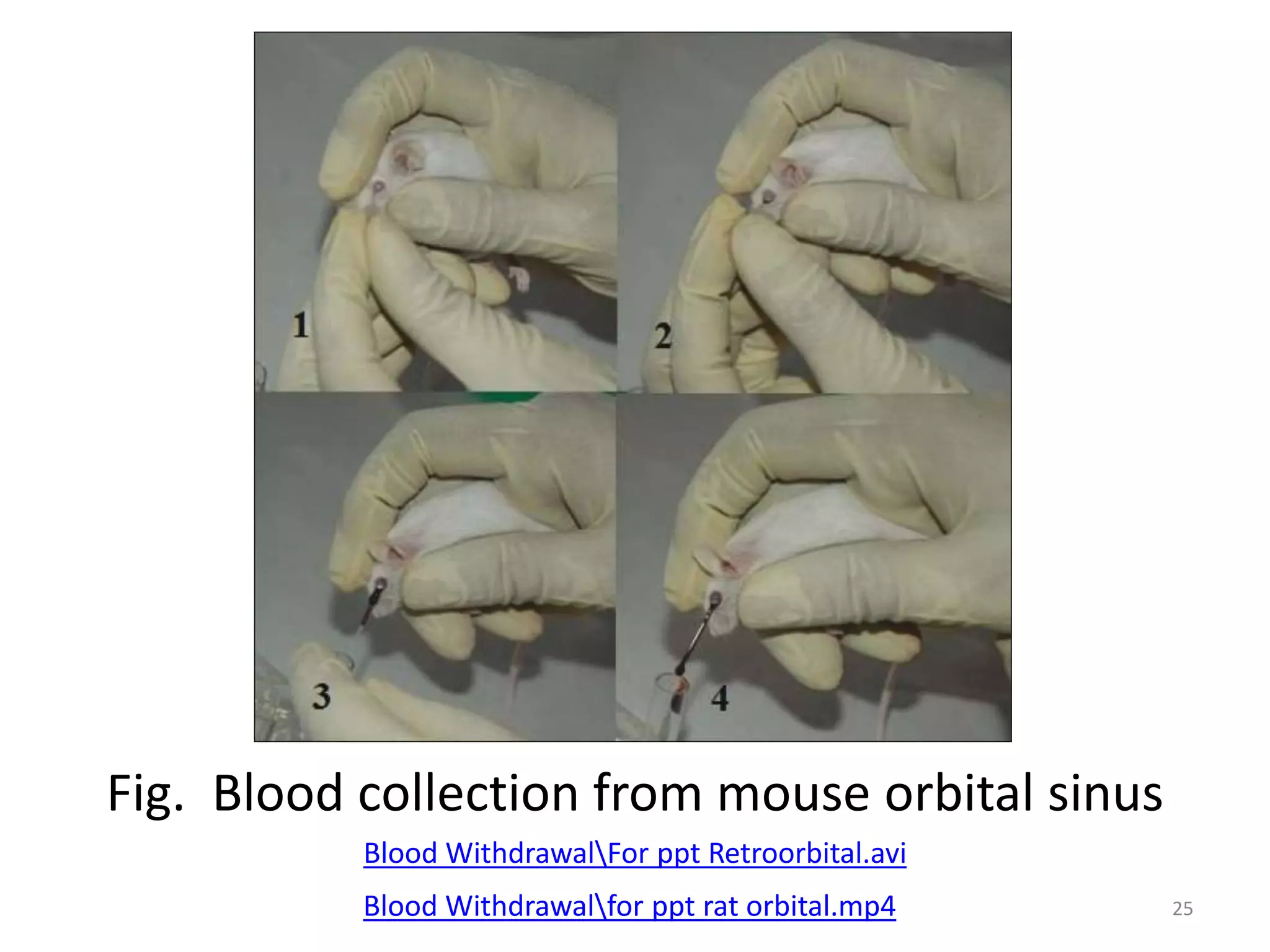 Blood collection, Anesthesia and Euthanasia techniques in laboratory ...