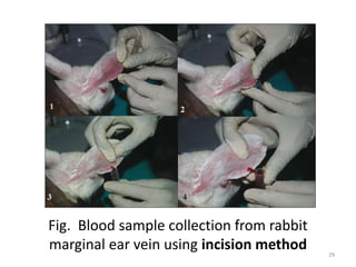 Blood collection, Anesthesia and Euthanasia techniques in laboratory ...