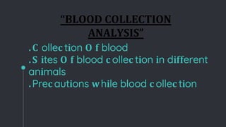 Sites Of blood collection in different animals | PPTX