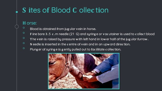 Sites Of blood collection in different animals | PPTX