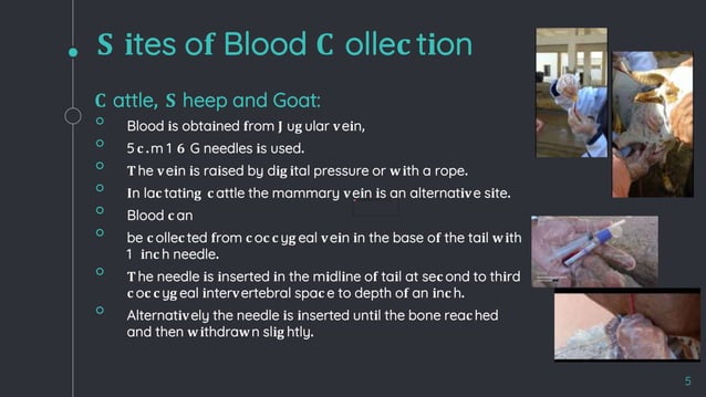 Sites Of blood collection in different animals | PPTX