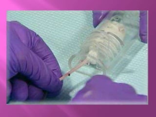 Blood collection techniques | PPTX