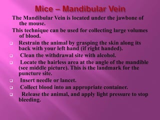 Blood collection techniques | PPTX