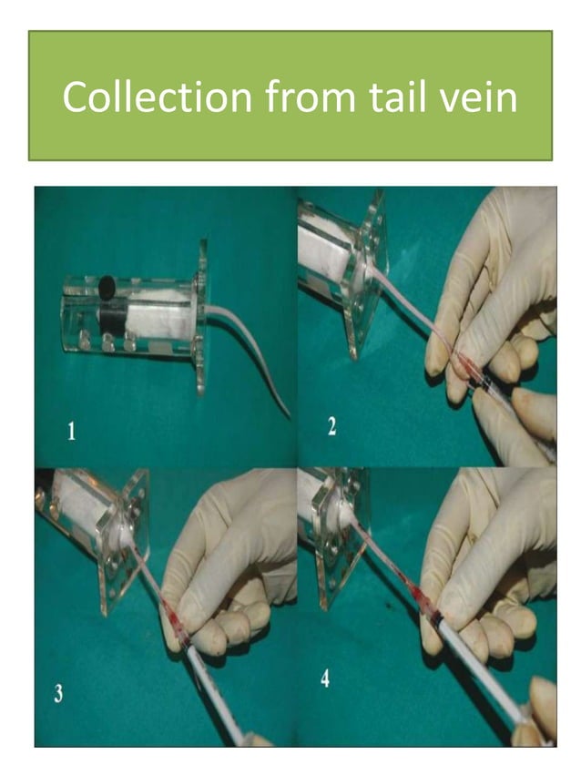 Blood collection techniques from laboratory animals | PPTX | Blood ...