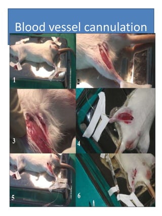 Blood collection techniques from laboratory animals | PPTX