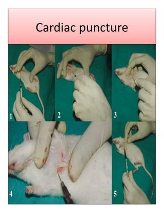 Blood collection techniques from laboratory animals | PPTX