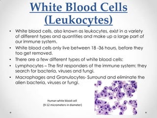 Blood components case study presentation july 2013 | PPTX | Blood ...