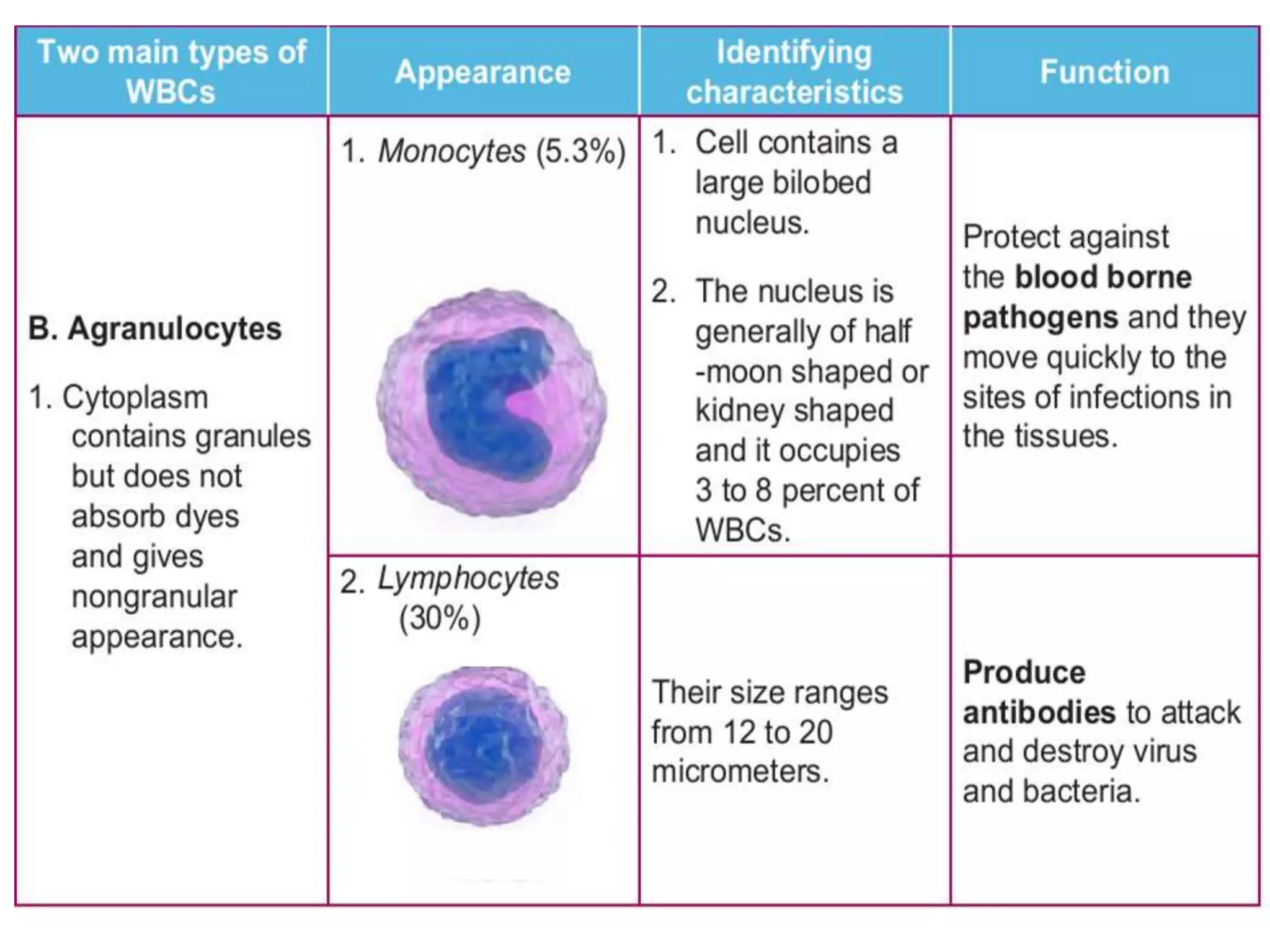 Blood composition and function | PPT
