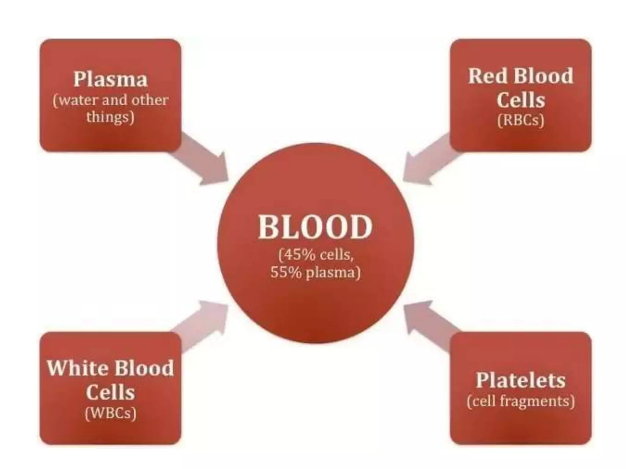 Blood composition and function | PPT