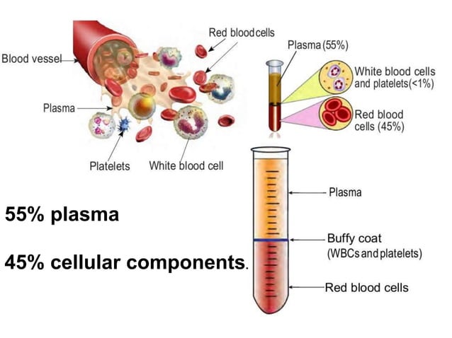 Blood composition and function | PPT | Blood Disorders | Diseases and ...