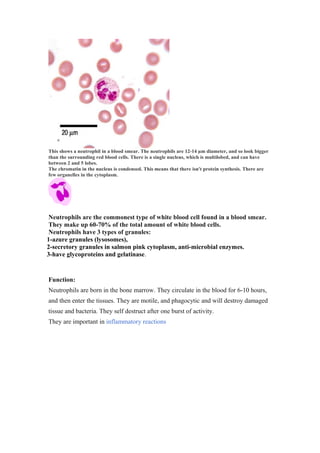 Blood constituents&function | DOC
