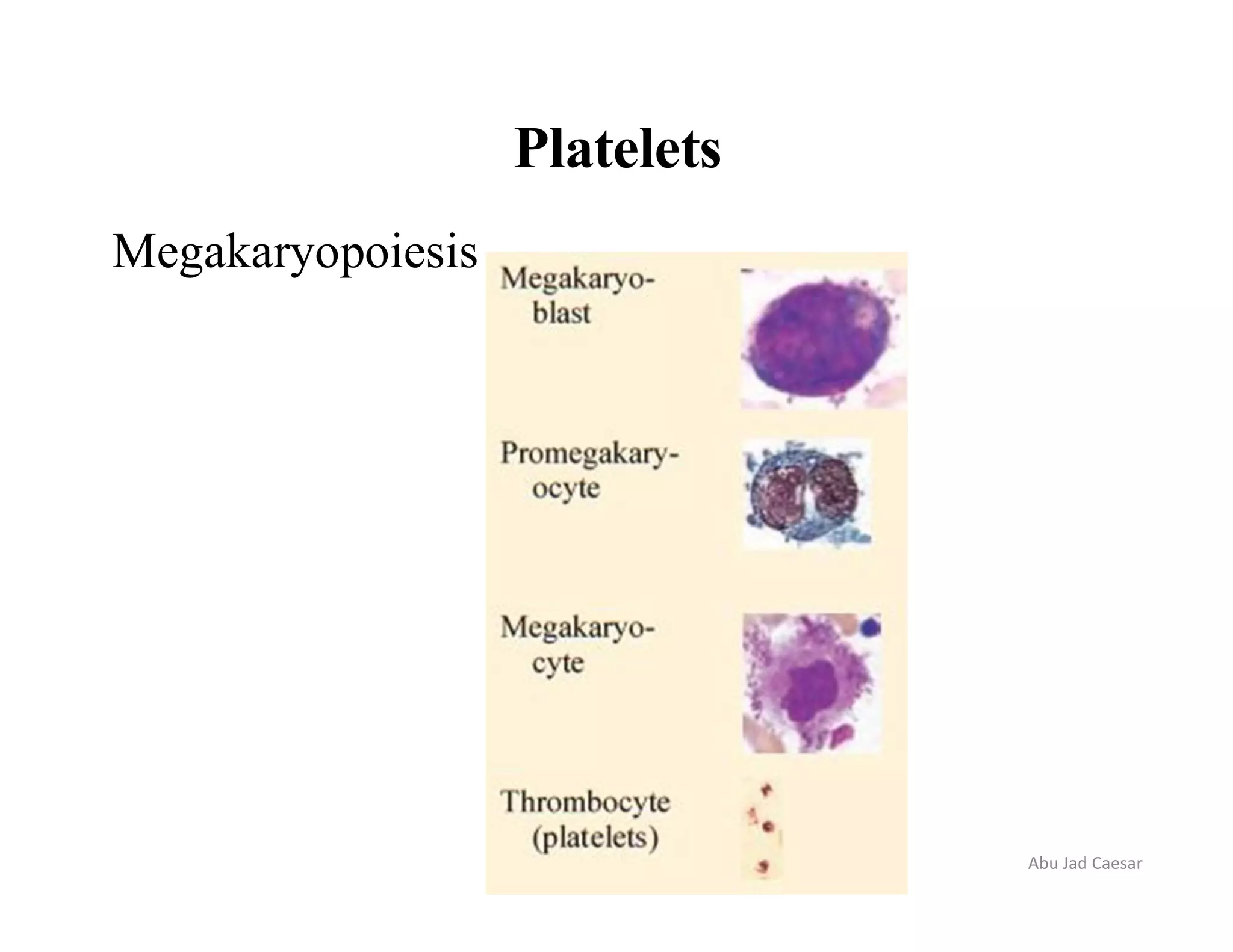 Blood film preparation and reporting | PDF