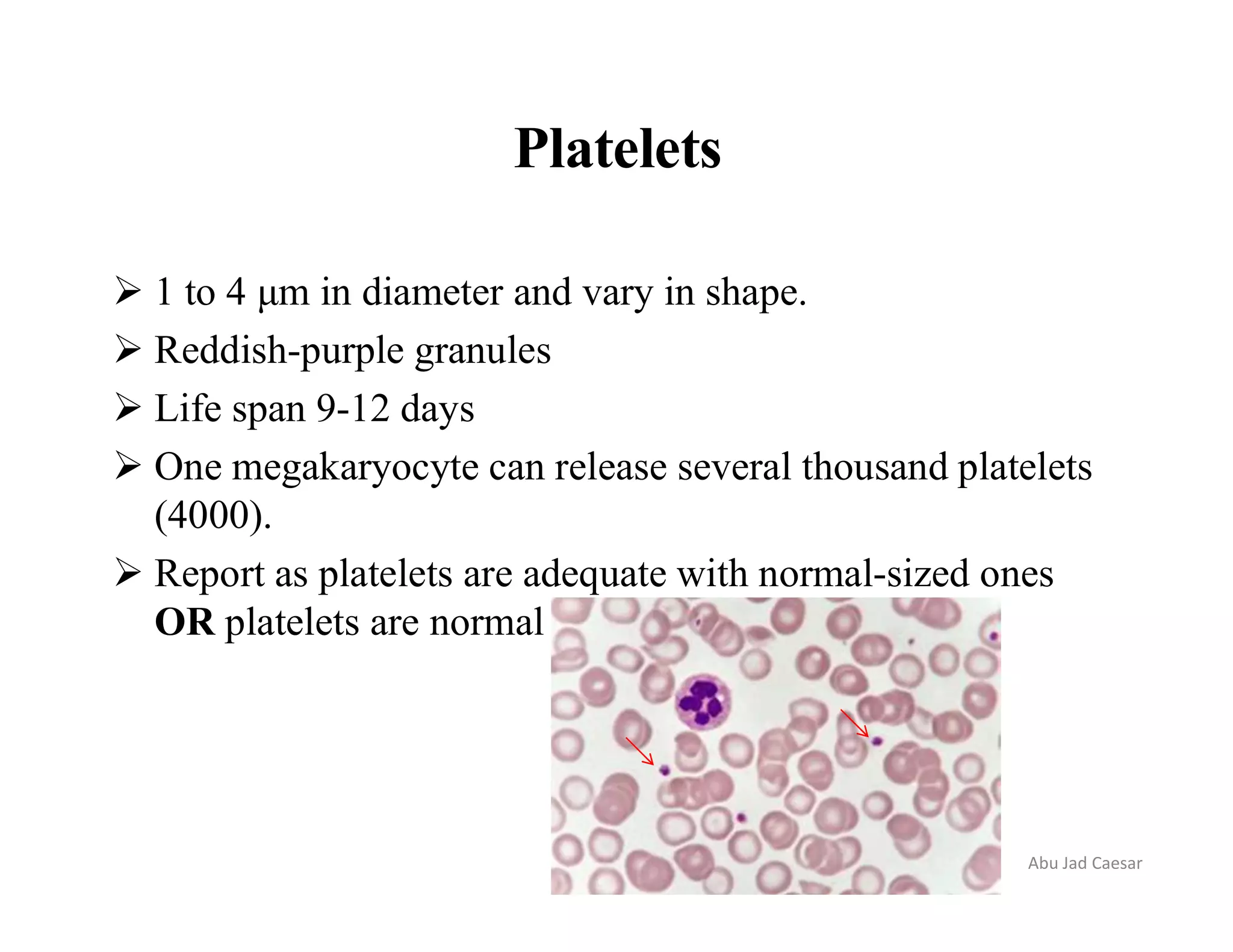 Blood film preparation and reporting | PDF