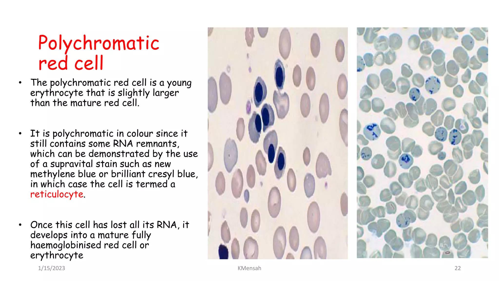 BLOOD FILM COMMENT part one.pptx