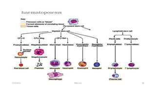 BLOOD FILM COMMENT part one.pptx