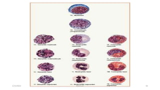 BLOOD FILM COMMENT part one.pptx
