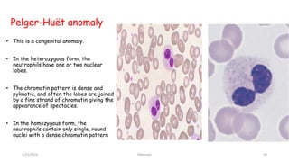 BLOOD FILM COMMENT part one.pptx