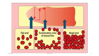 BLOOD FILM COMMENT part one.pptx
