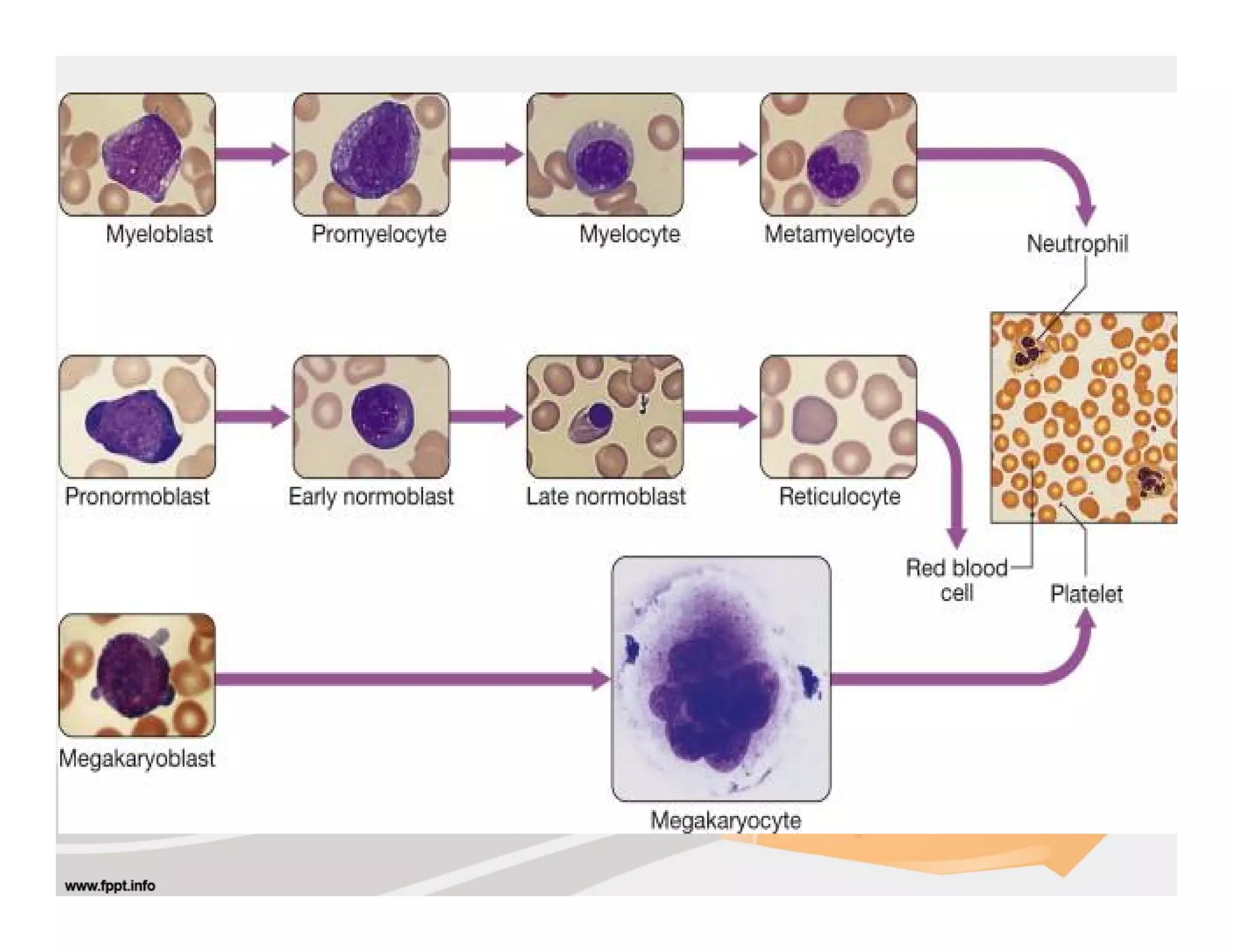 Blood film examination | PDF